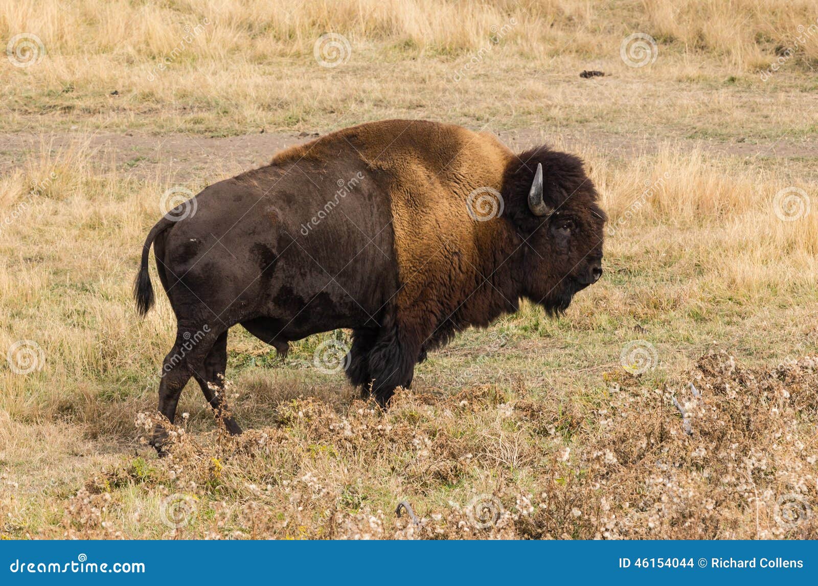 Prairie Buffalo, Alberta Canada Stock Photo - Image of prairie, farm ...