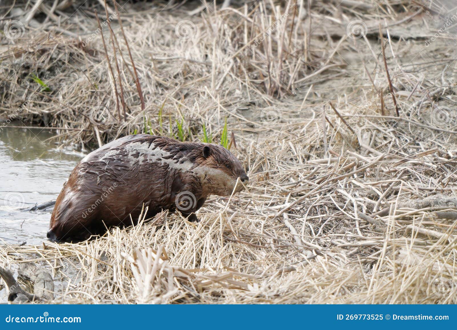 Wet Canadian Beaver Emerges From Dry Grass Royalty-Free Stock ...