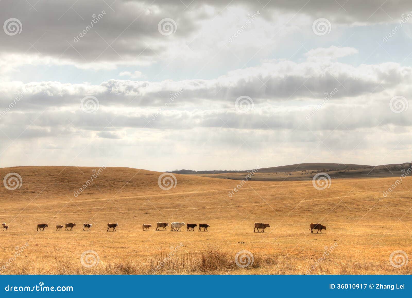 Prairie cattle stock image. Image of sunlight, cattle - 36010917