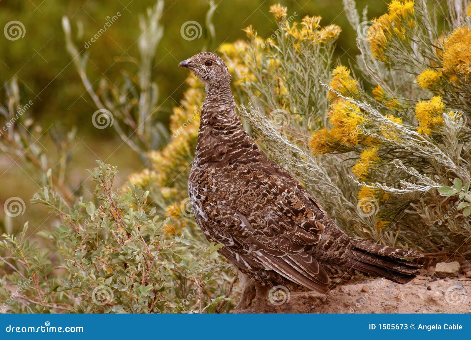 Prairie Chicken and Rabbit Grass Stock Image - Image of grass, feathers ...