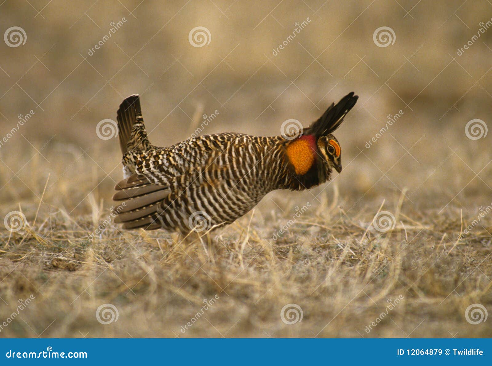 Prairie Chicken Strutting stock image. Image of displaying - 12064879