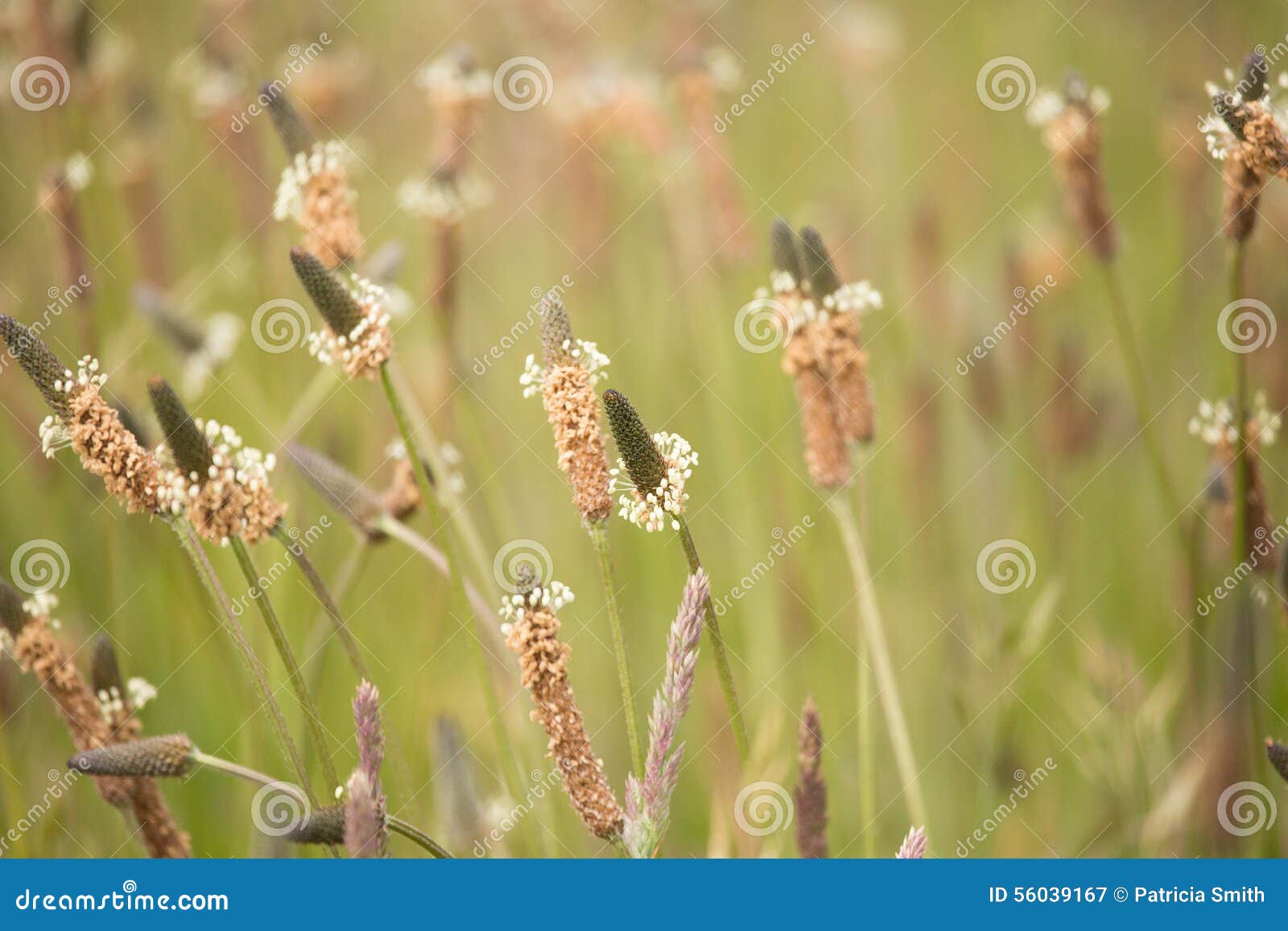 Prairie clover stock image. Image of dalea, flower, prairie - 56039167