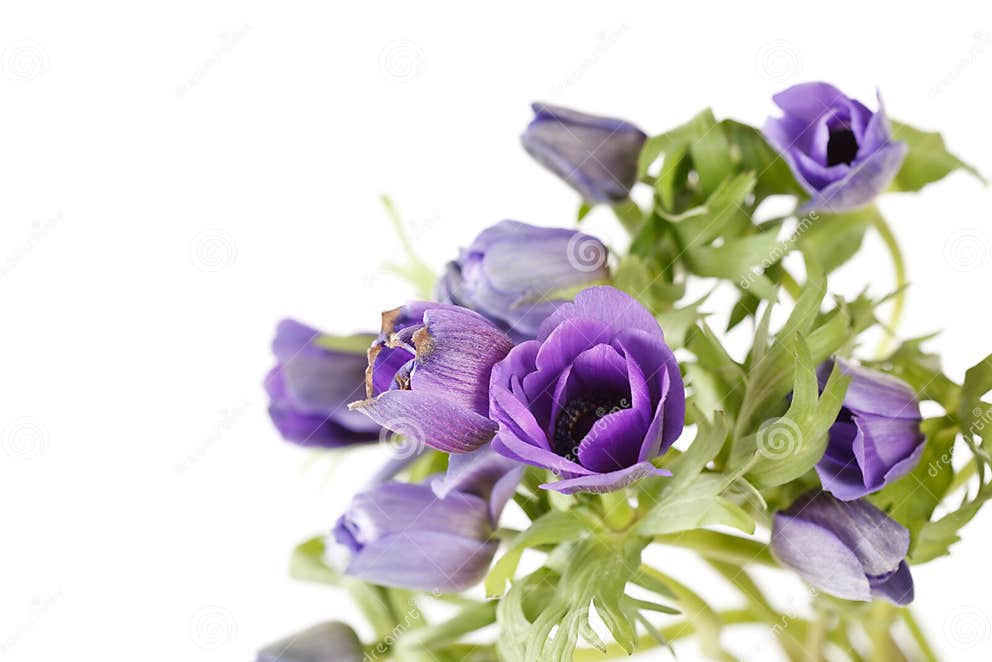 Prairie Crocus stock image. Image of easter, pulsatilla - 22377907
