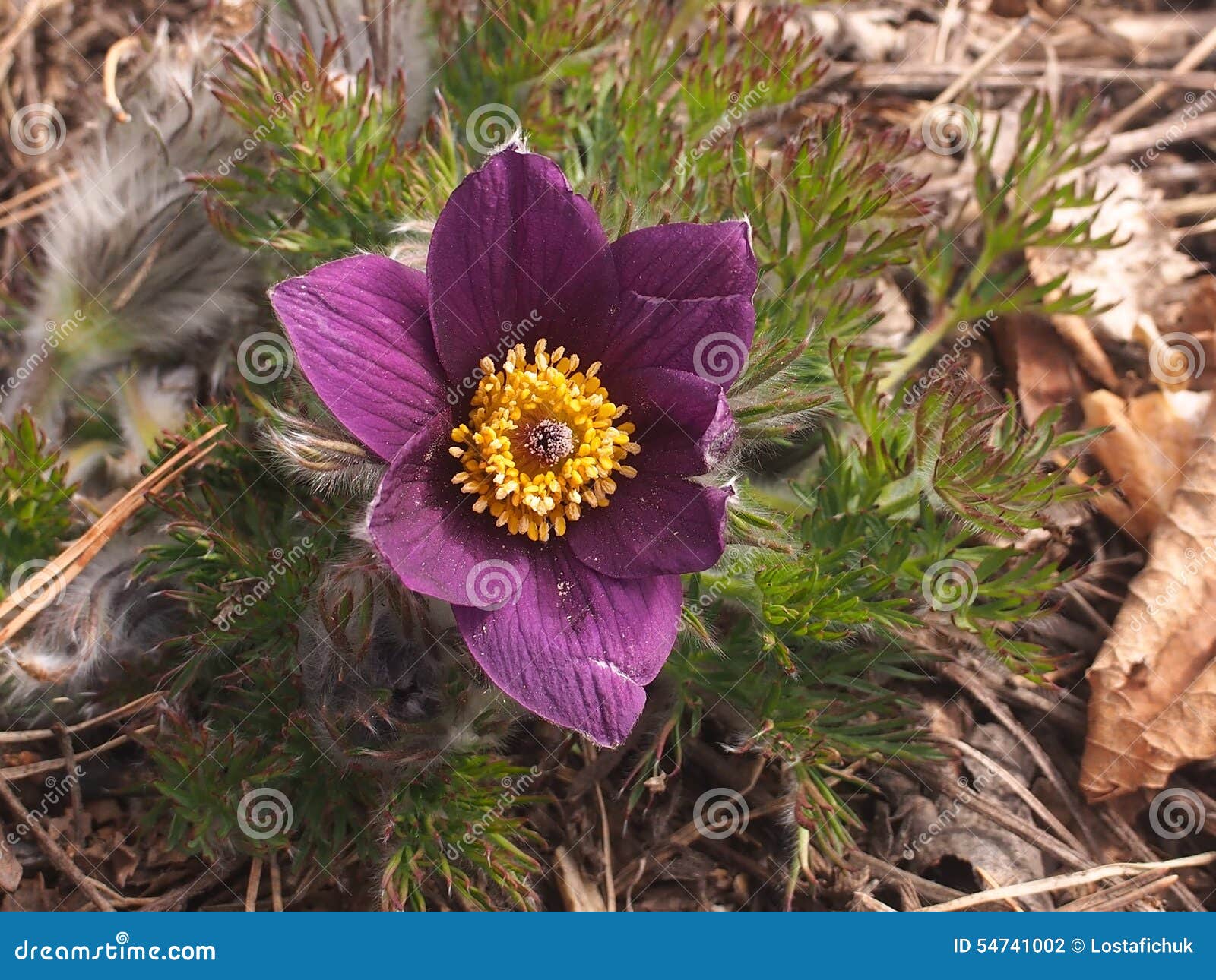 Prairie Crocus in bloom stock photo. Image of purple - 54741002