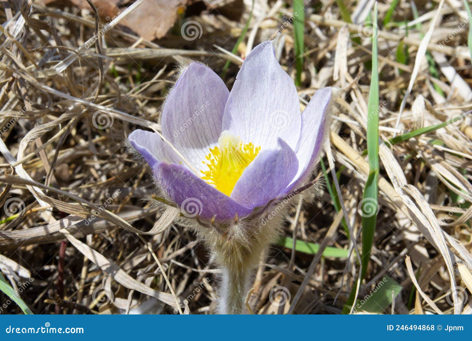 Prairie Crocus Blooming in Early Spring on the Prarie Stock Photo ...