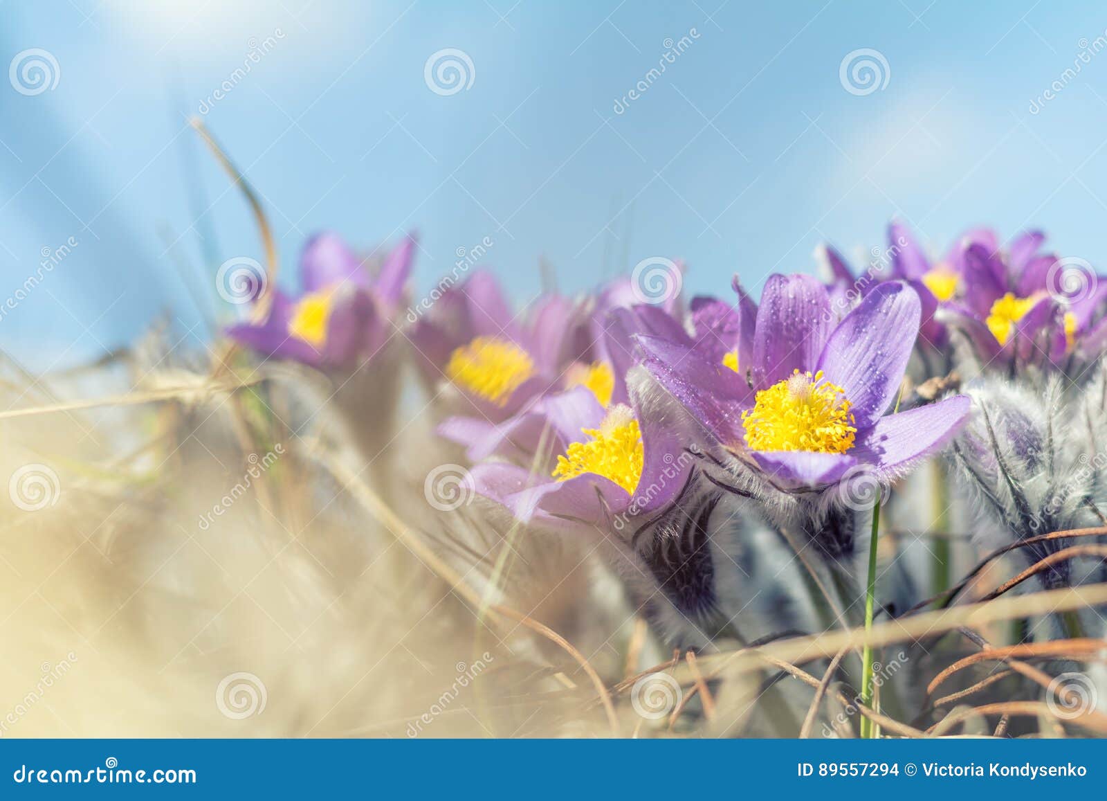 Prairie Crocus, Cutleaf Anemone Stock Photo - Image of outdoor, meadow ...