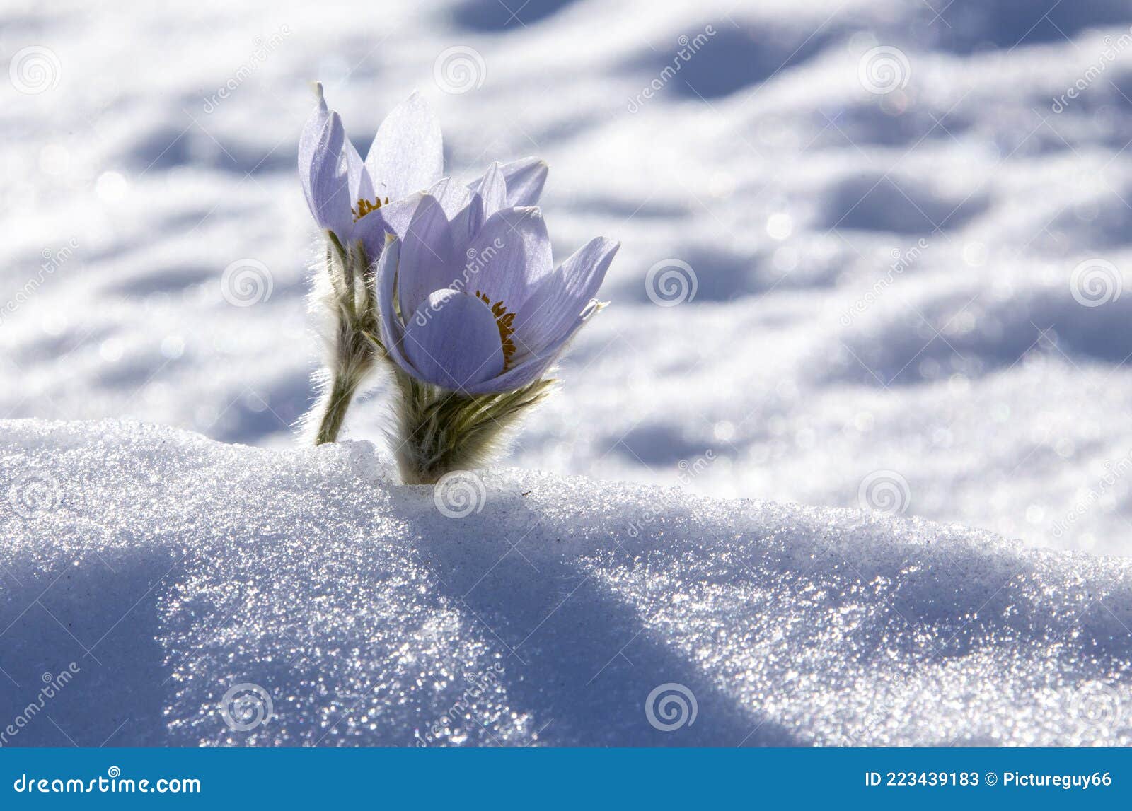 Prairie Crocus Winter Stock Photos - Free & Royalty-Free Stock Photos ...