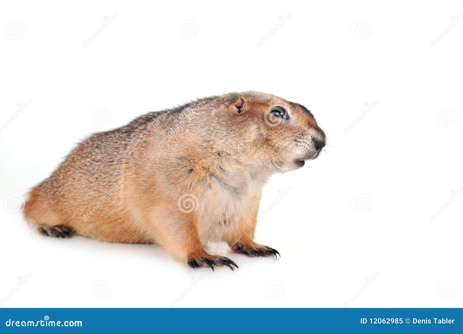 Prairie dog stock image. Image of rodent, portrait, foreground - 12062985