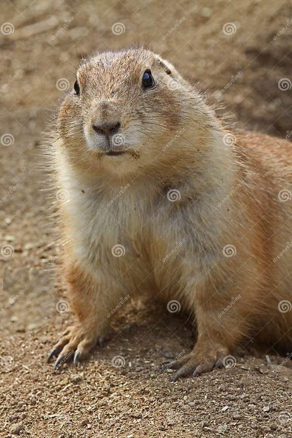 Prairie Dog stock photo. Image of claws, curiosity, gopher - 13195058