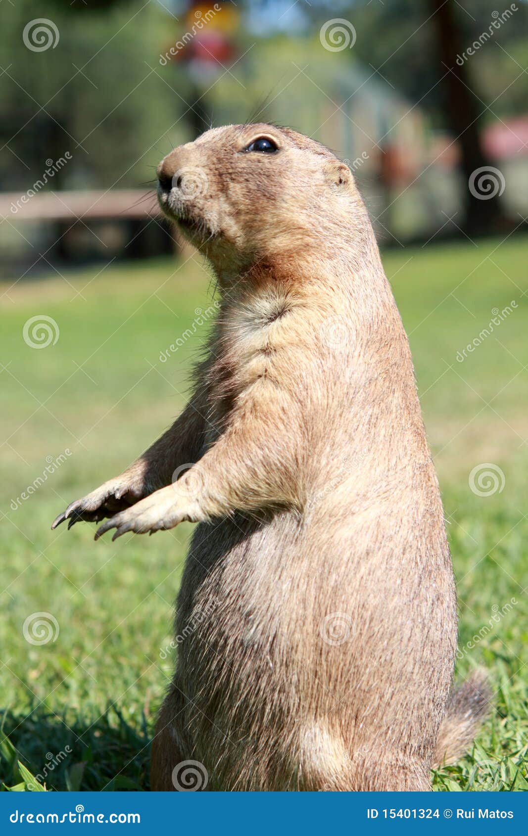 Prairie dog stock photo. Image of looking, standing, animal - 15401324