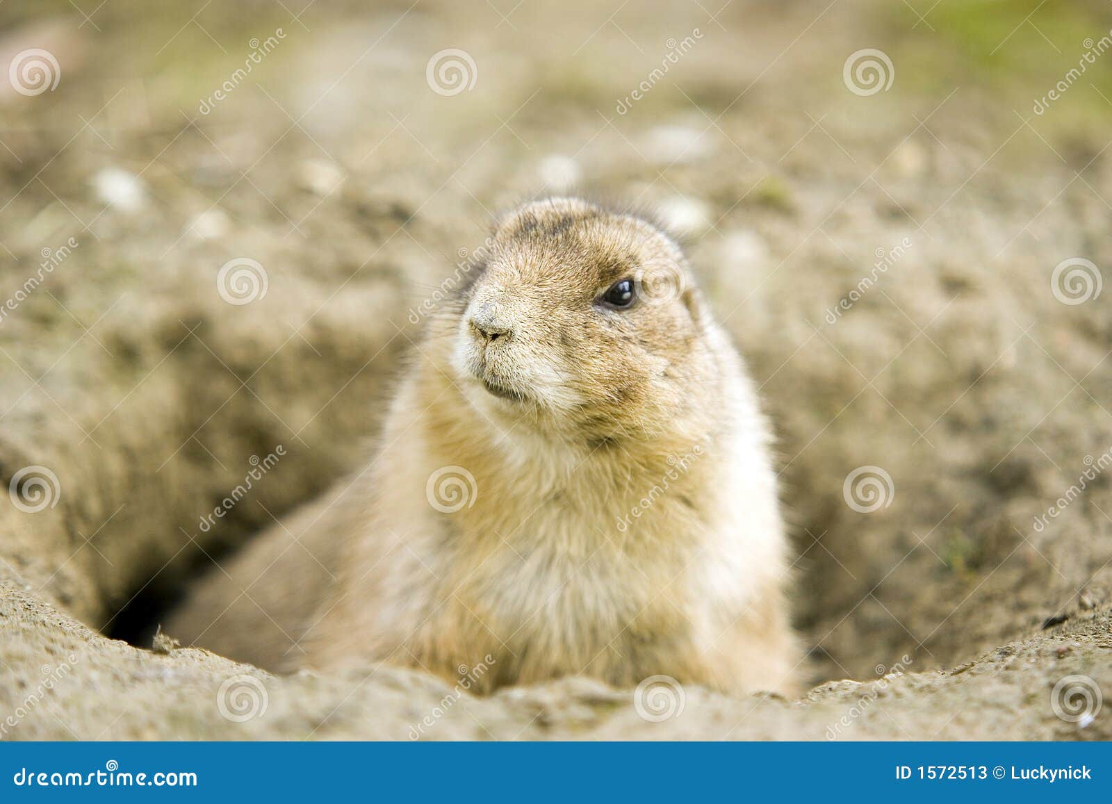 Prairie dog stock image. Image of prairie, details, furry - 1572513