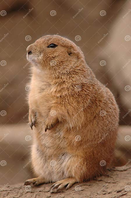 Prairie Dog stock photo. Image of small, brown, prairie - 1589830
