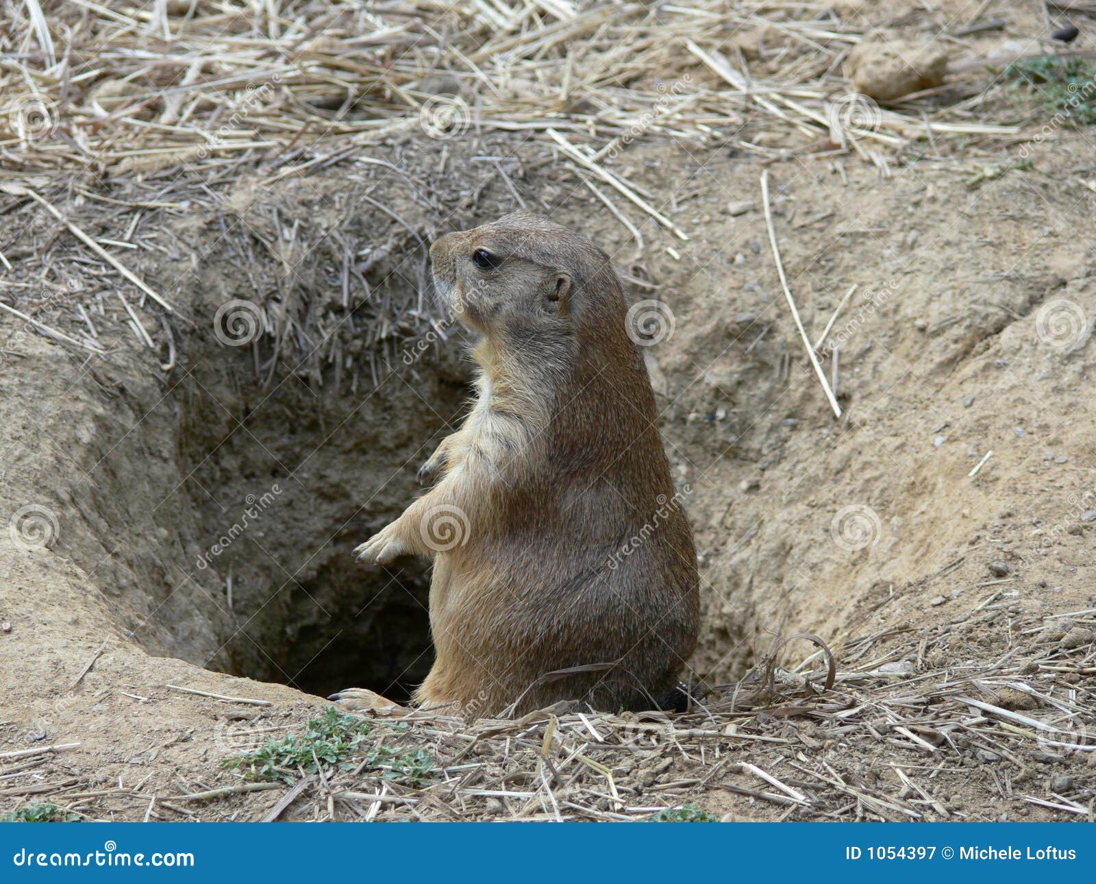 Prairie Dog 2 stock image. Image of mammal, dirt, burrowing - 1054397