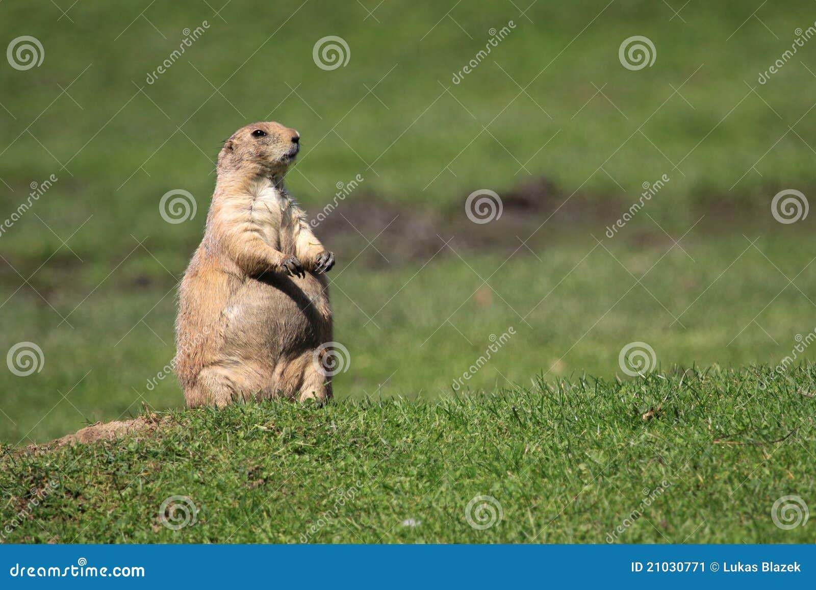 Prairie dog stock image. Image of nature, adult, grass - 21030771