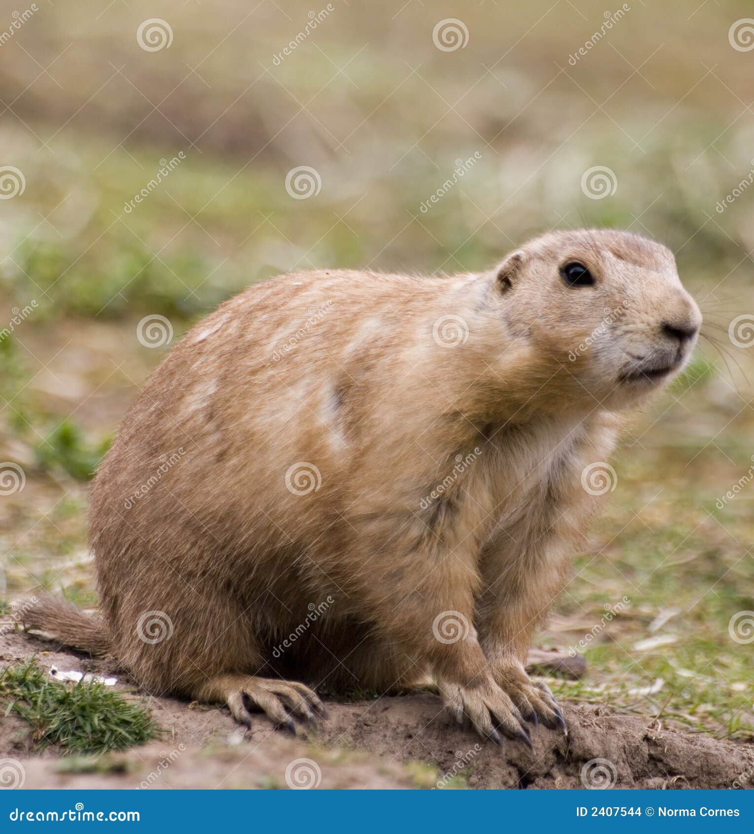Prairie dog stock photo. Image of behaviour, north, ludovicanus - 2407544