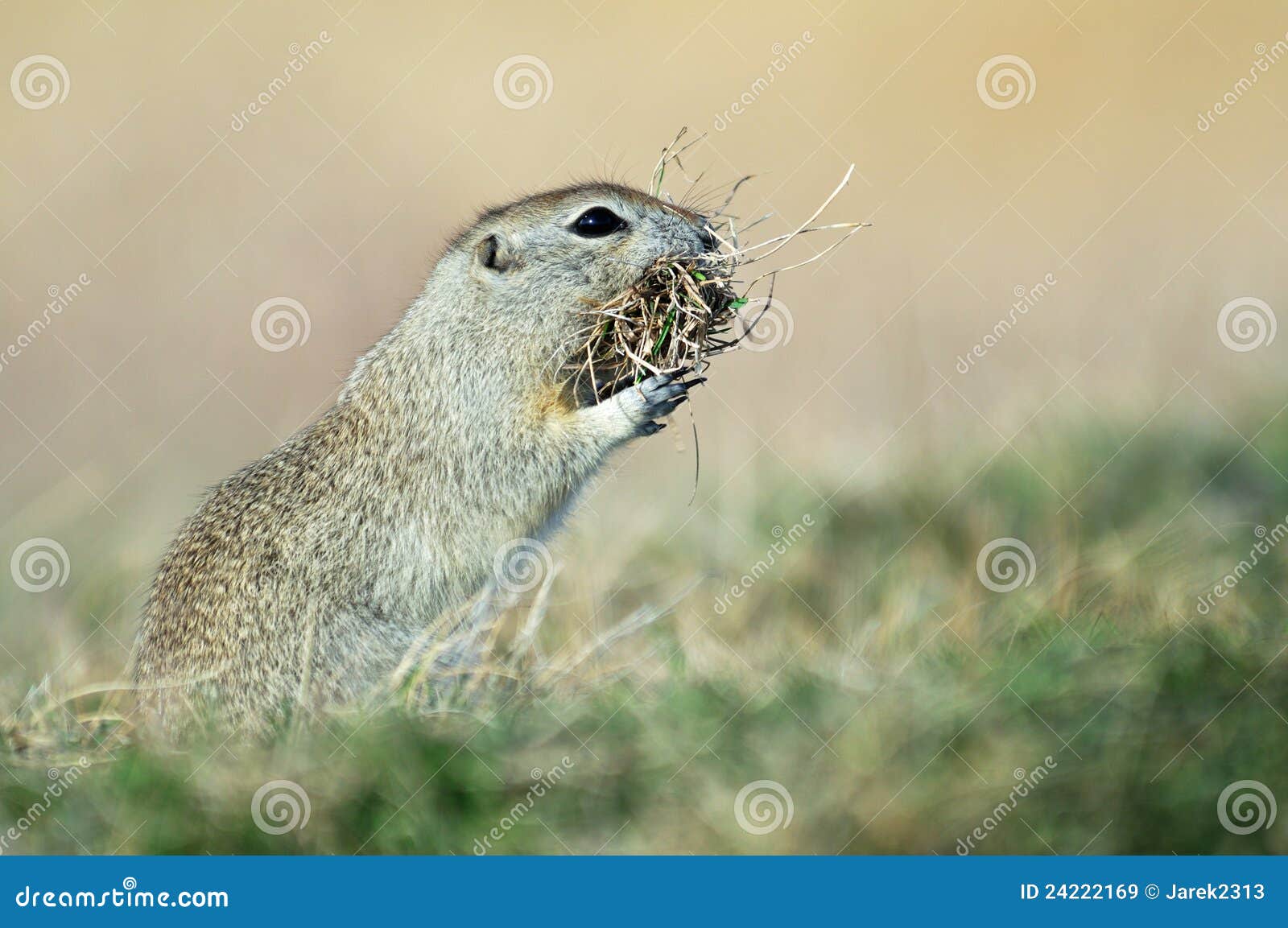 Prairie dog stock image. Image of rodent, furry, prairie - 24222169