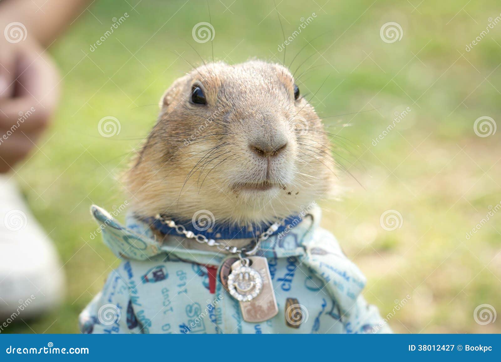 Prairie dog stock image. Image of land, custer, great - 38012427