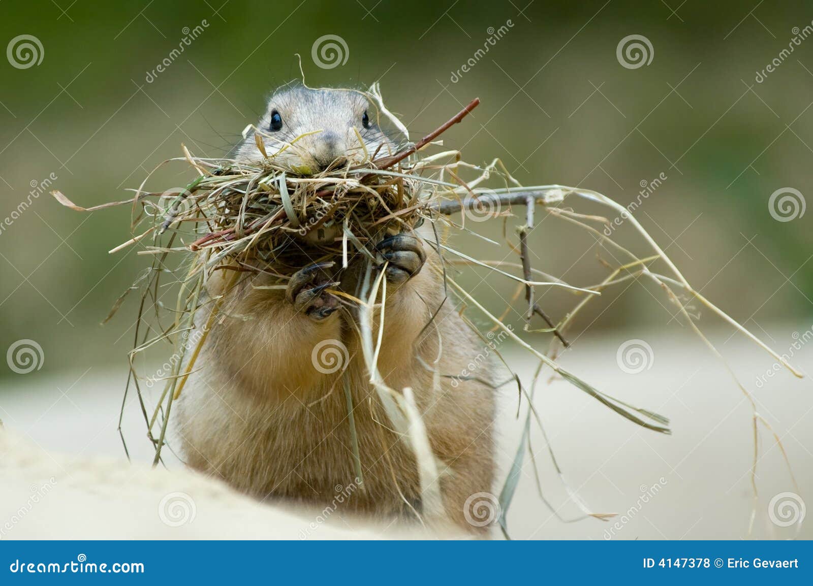 Prairie dog stock photo. Image of miniature, burrow, prairie - 4147378