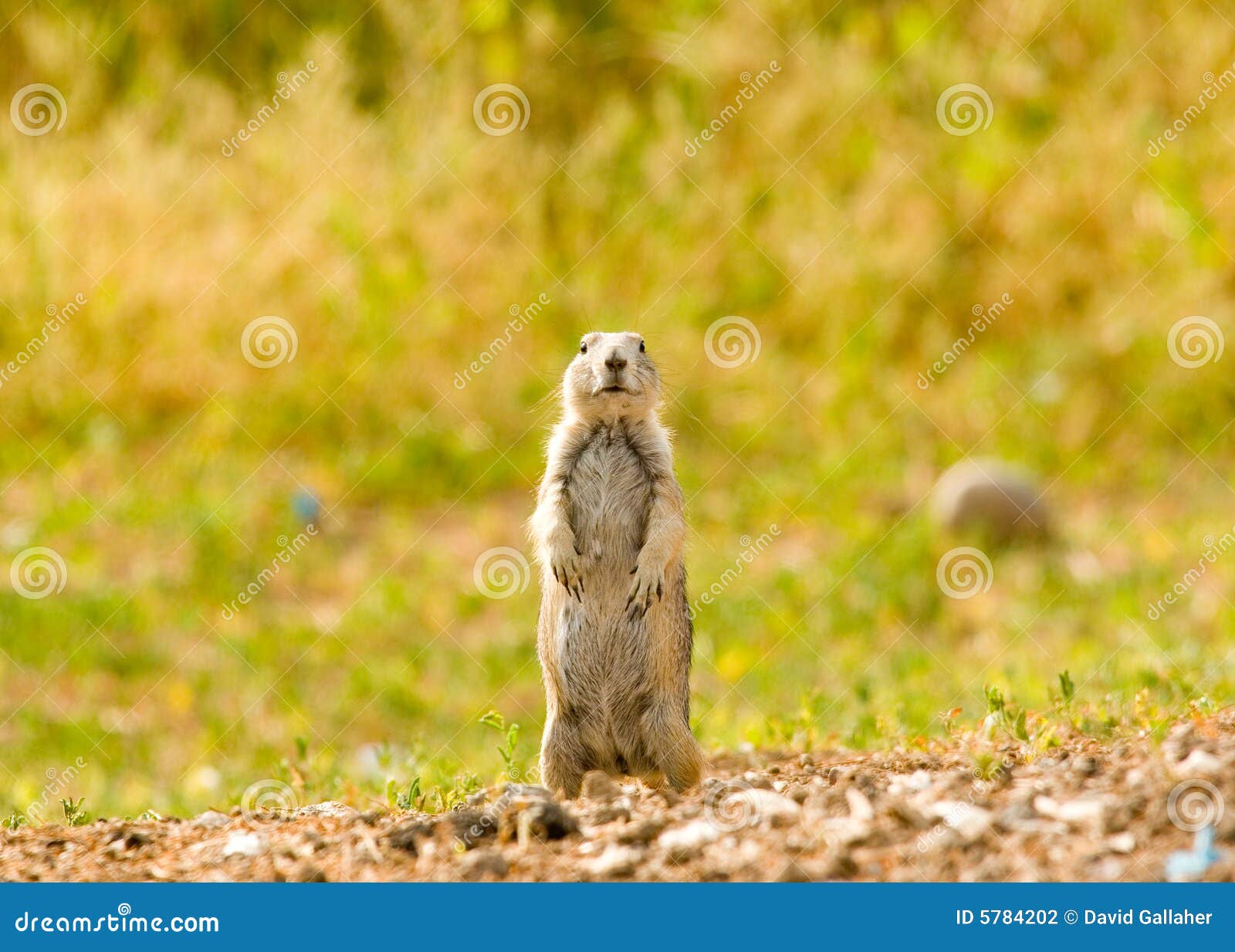 Prairie Dog stock photo. Image of curious, wild, outside - 5784202