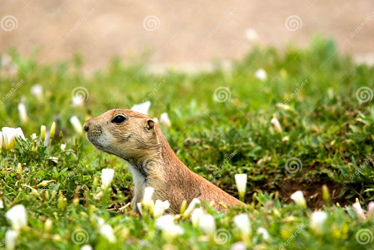 Prairie dog stock photo. Image of nature, flowers, wildlife - 5974330