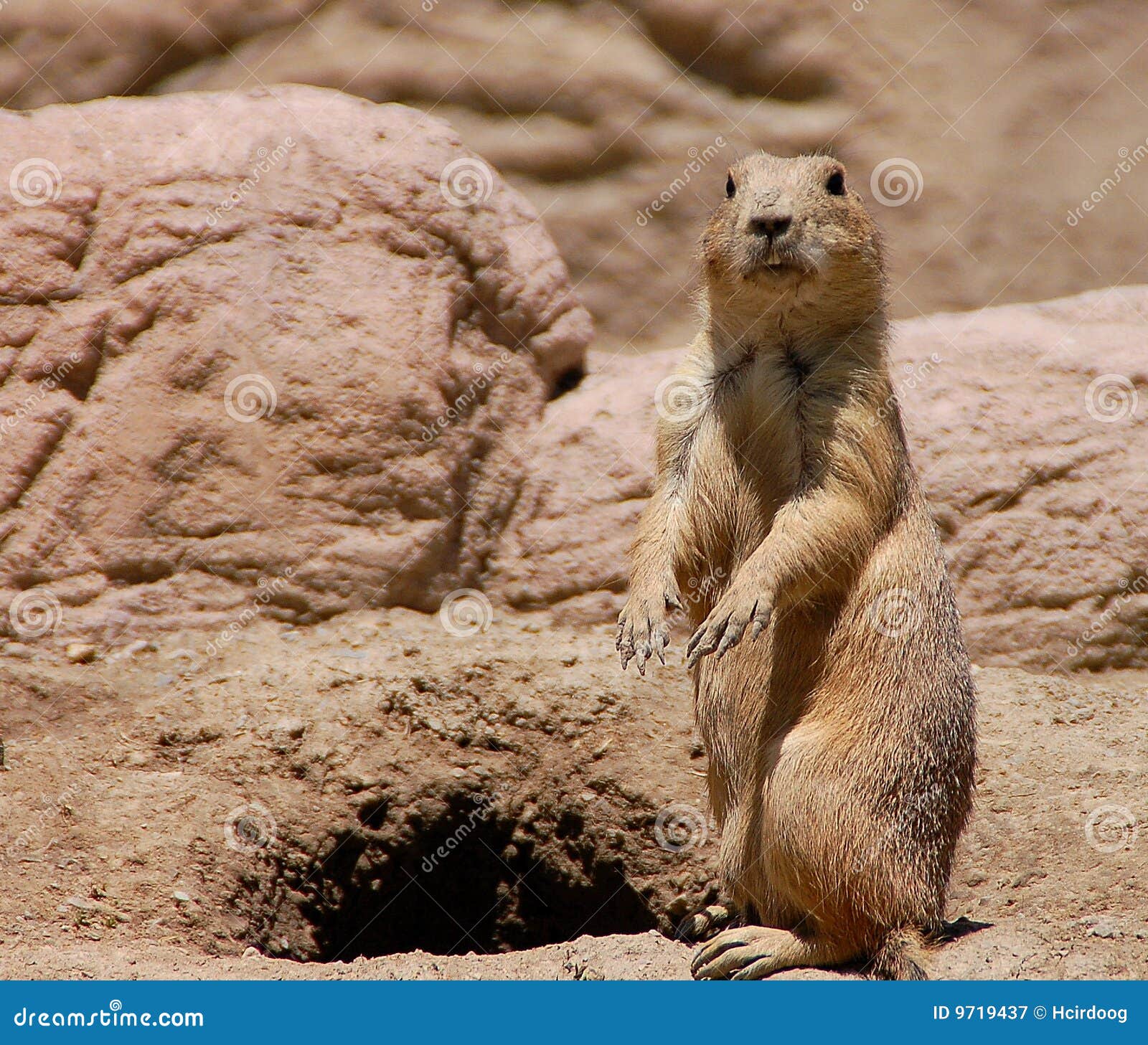 Prairie dog stock image. Image of curiosity, curious, watching - 9719437