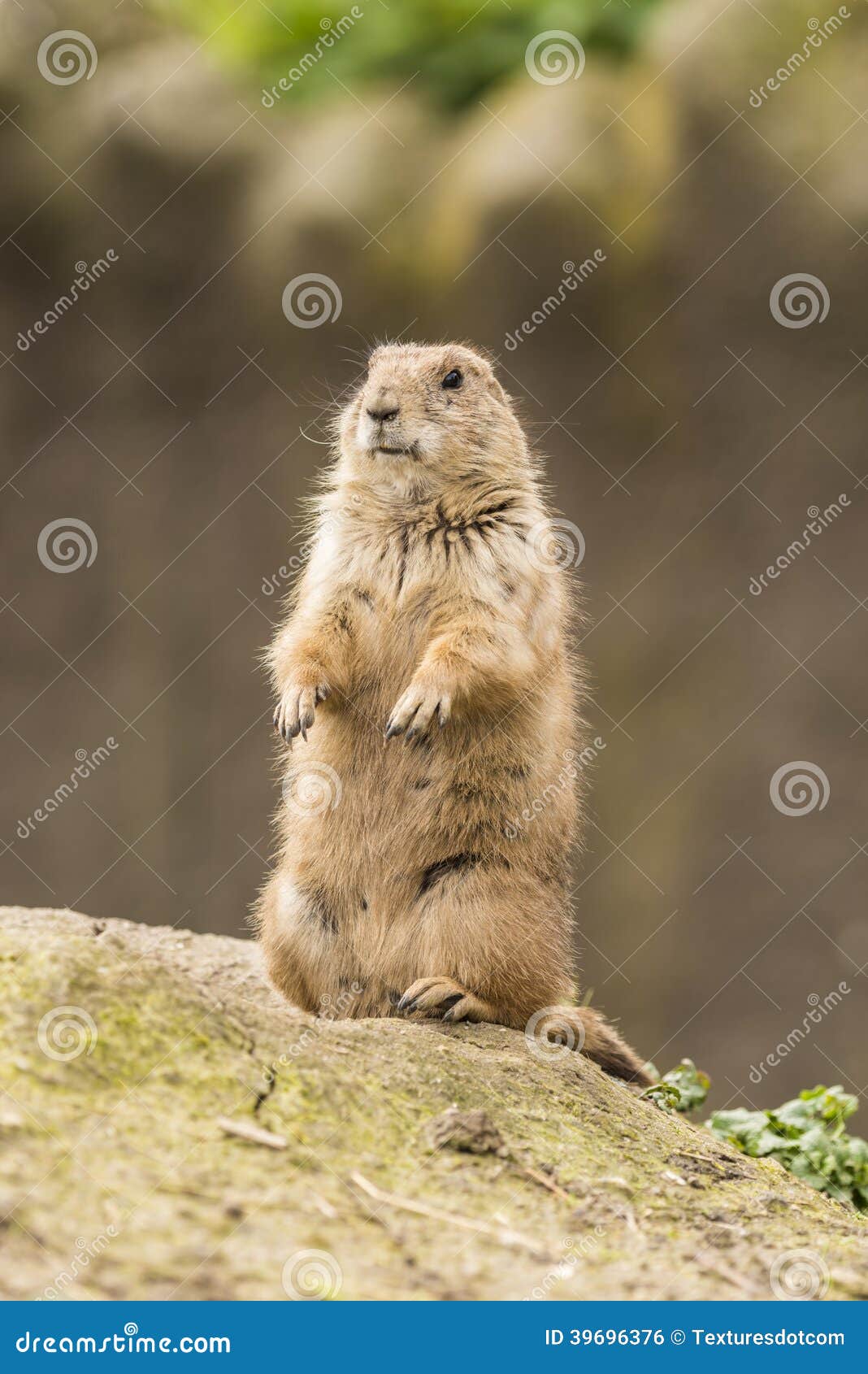 Prairie dog stock photo. Image of environment, rodent - 39696376