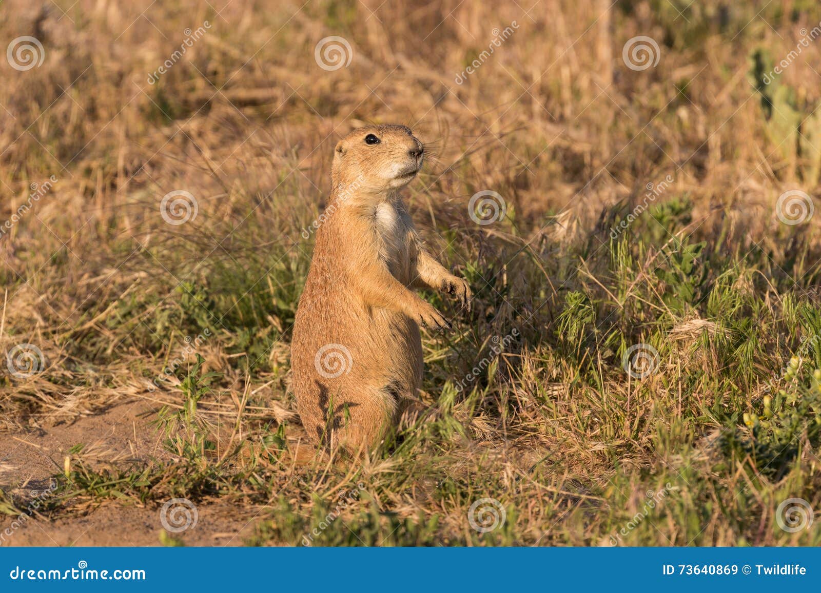 Prairie Dog on alert stock image. Image of prairie, pest - 73640869