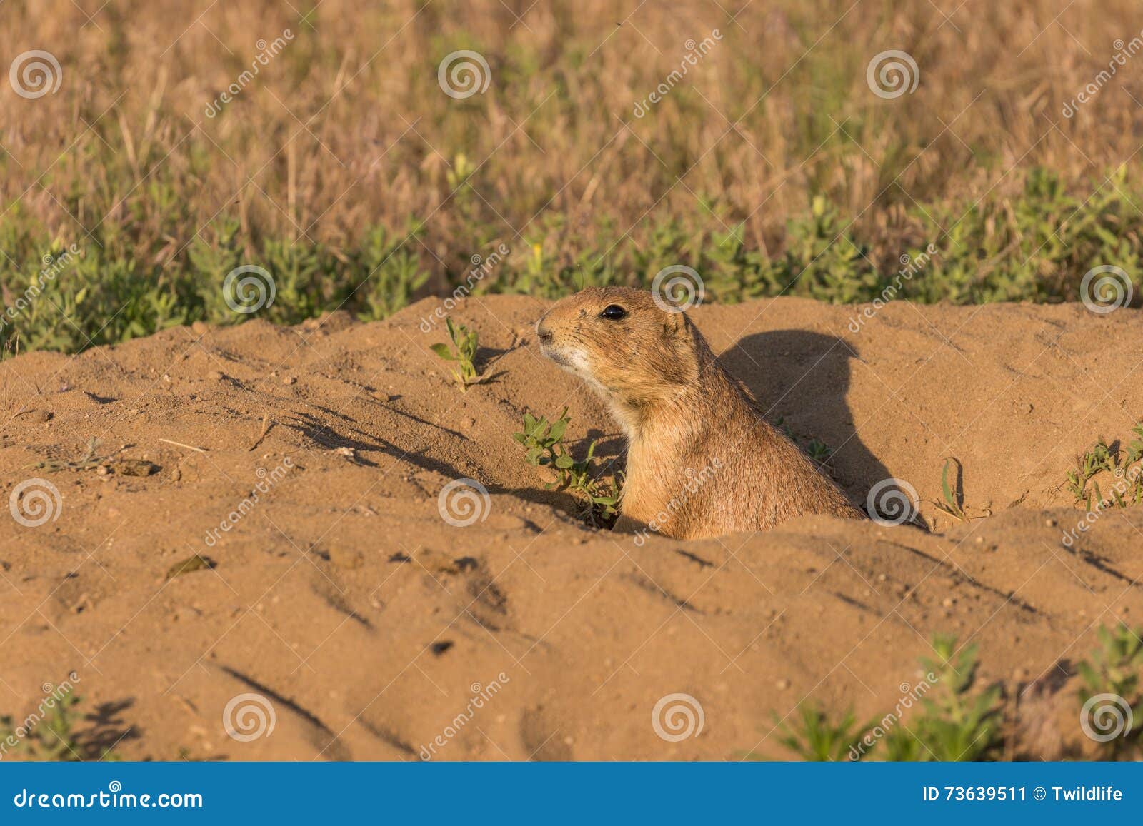 Prairie Dog at Burrow stock image. Image of nature, burrow - 73639511