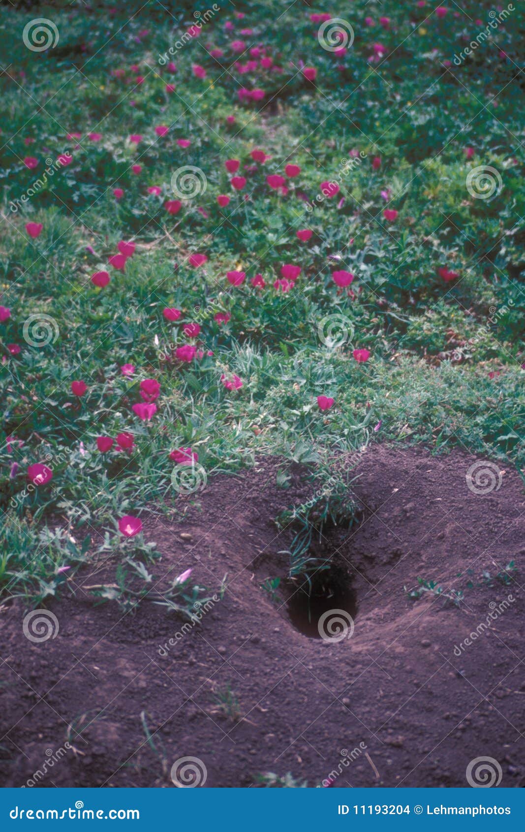Prairie Dog Burrow and Flowers Stock Photo - Image of holes, trapping ...