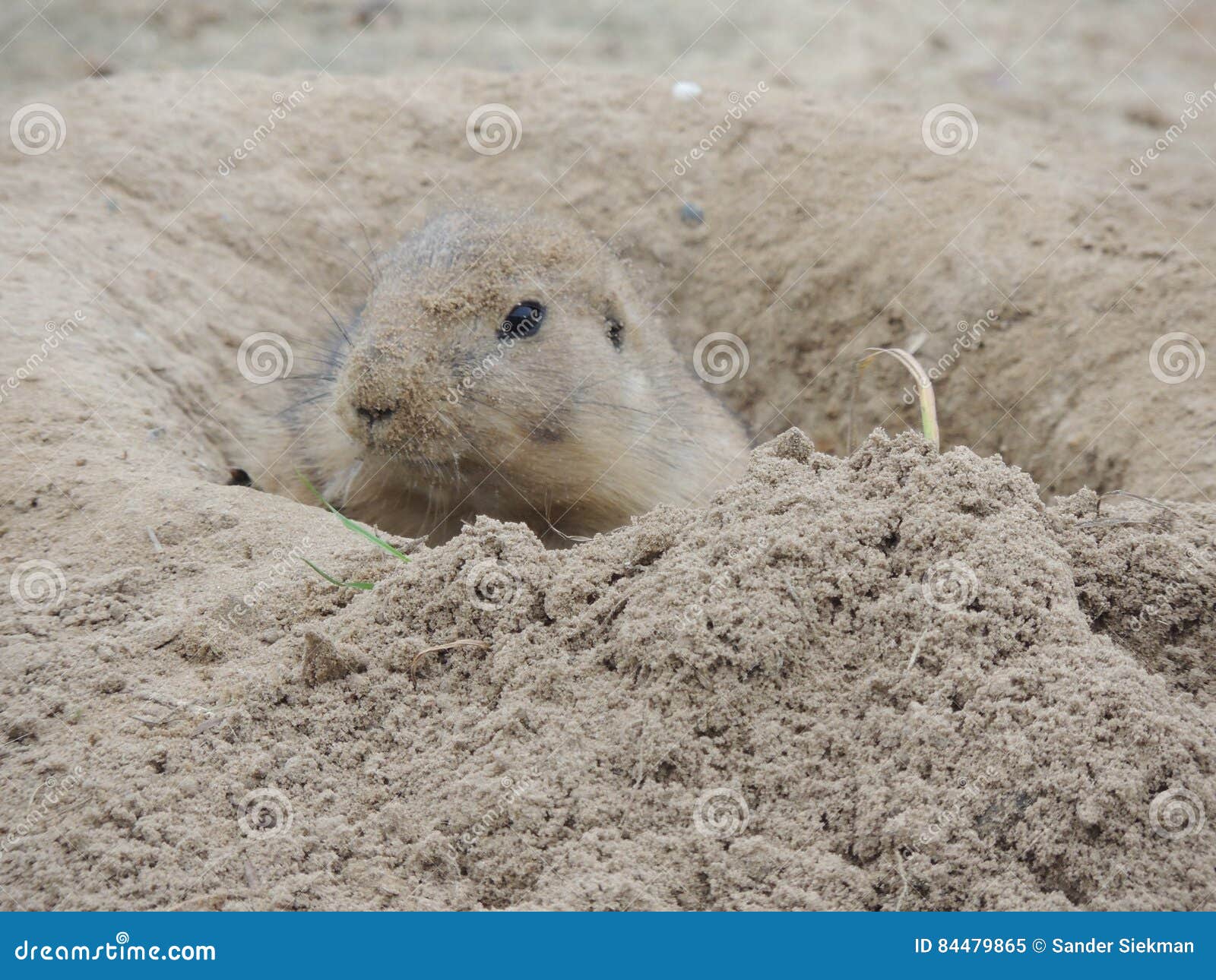 Prairie dog in burrow stock image. Image of hairy, burrow - 84479865