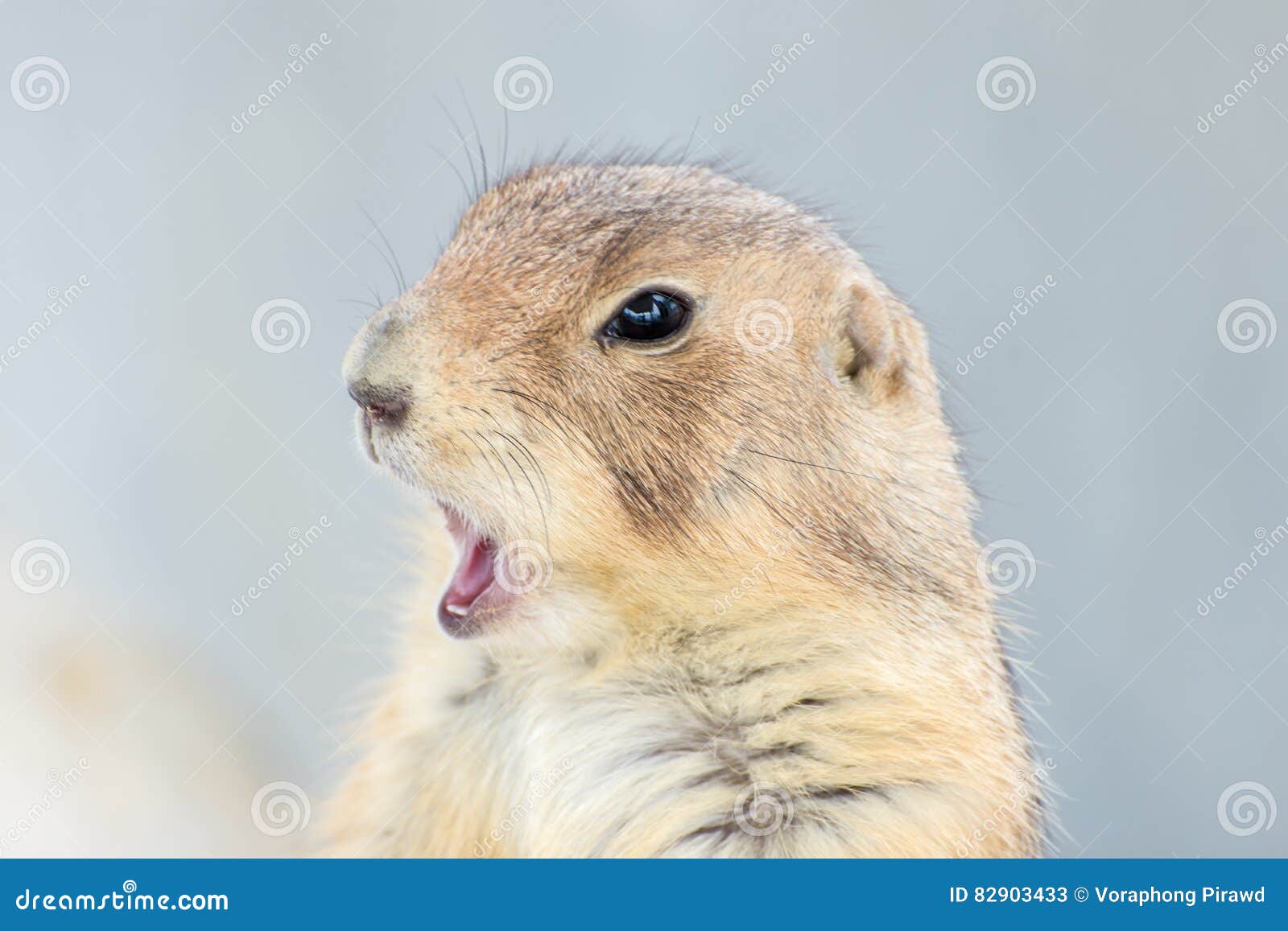 Prairie dog stock image. Image of animal, looking, tailed - 82903433