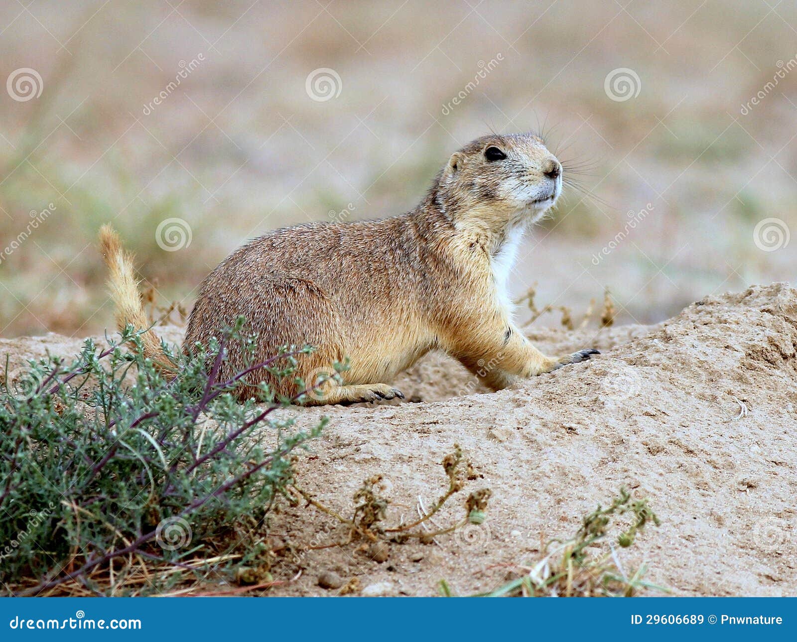 Prairie Dog in Colorado stock image. Image of cynomys - 29606689