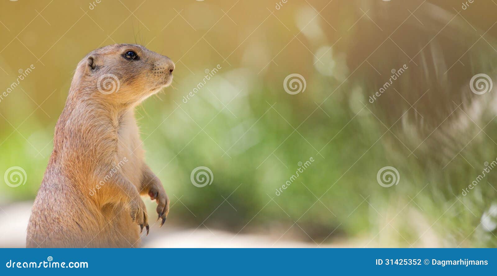 Prairie Dog with Colourful Background Stock Photo - Image of animal ...