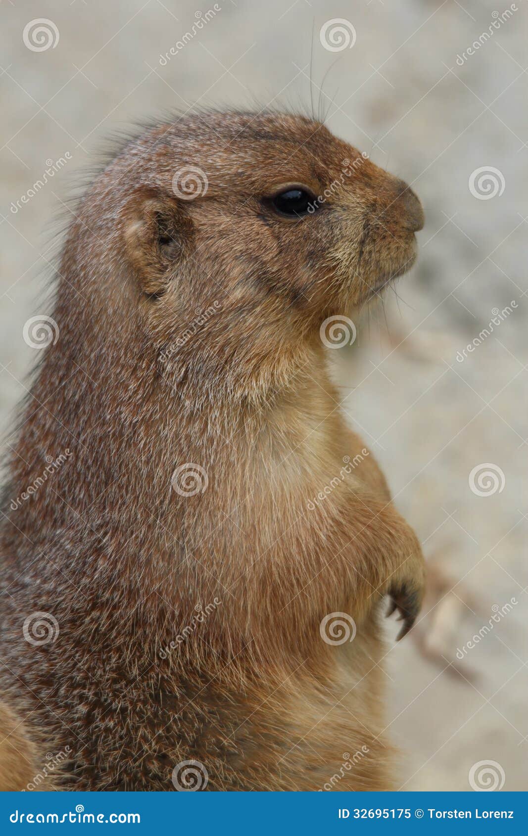 Prairie dog stock image. Image of wildlife, wild, animals - 32695175