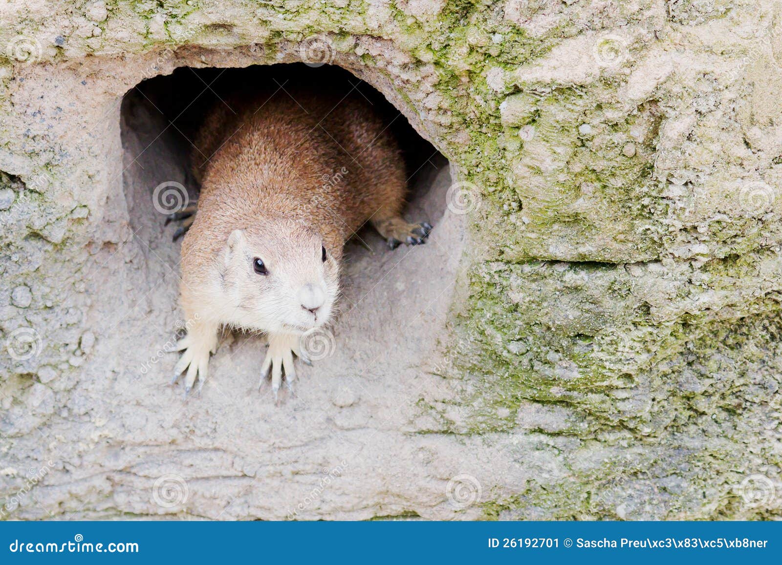 Prairie dog in den stock image. Image of shallow, cute - 26192701