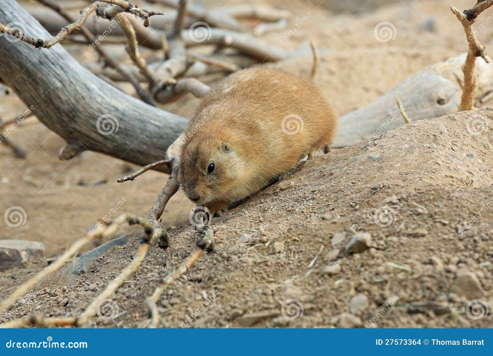 Prairie dog in the desert stock photo. Image of stare - 27573364