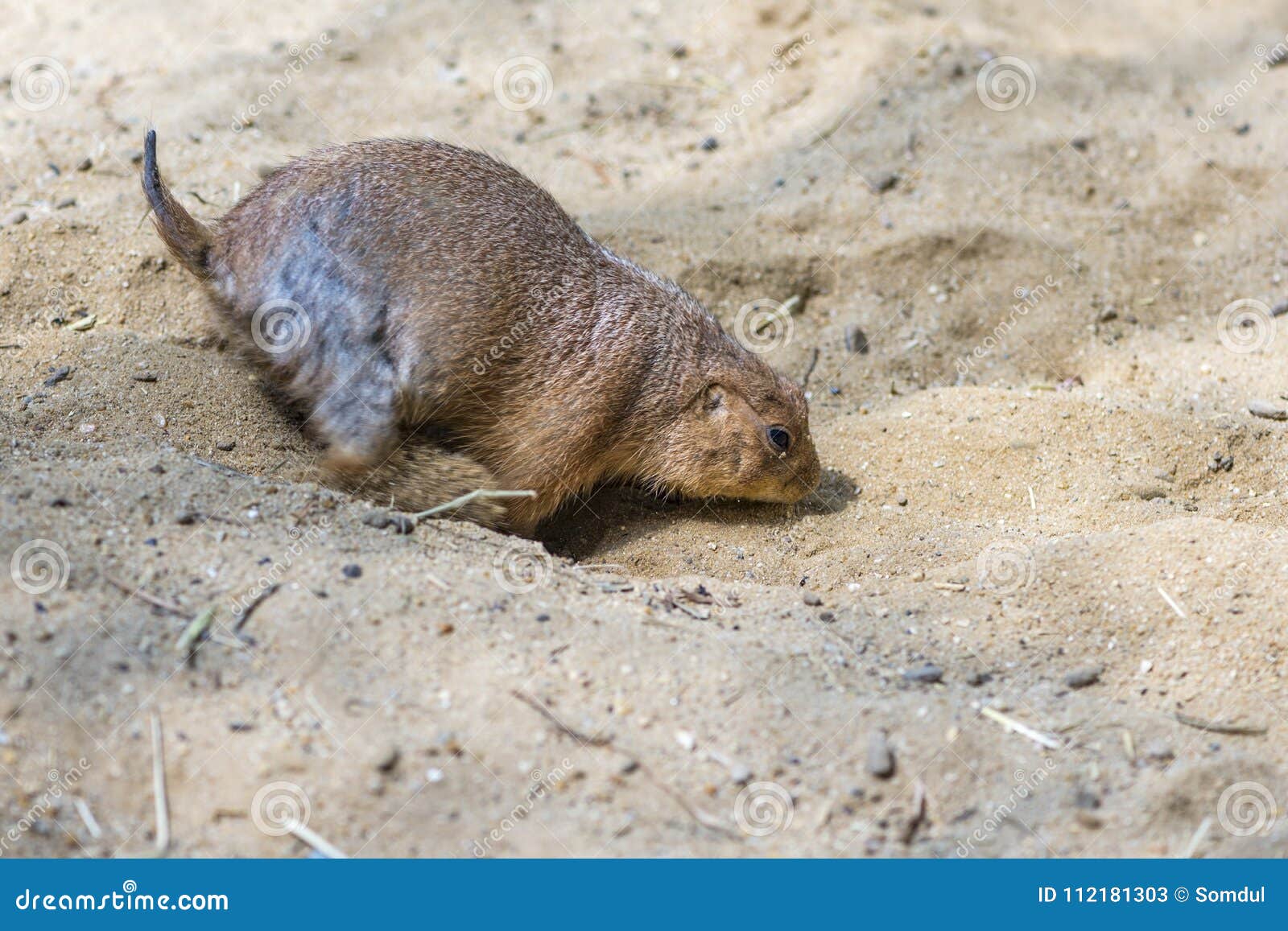 Prairie dog digging hole stock image. Image of animal - 112181303