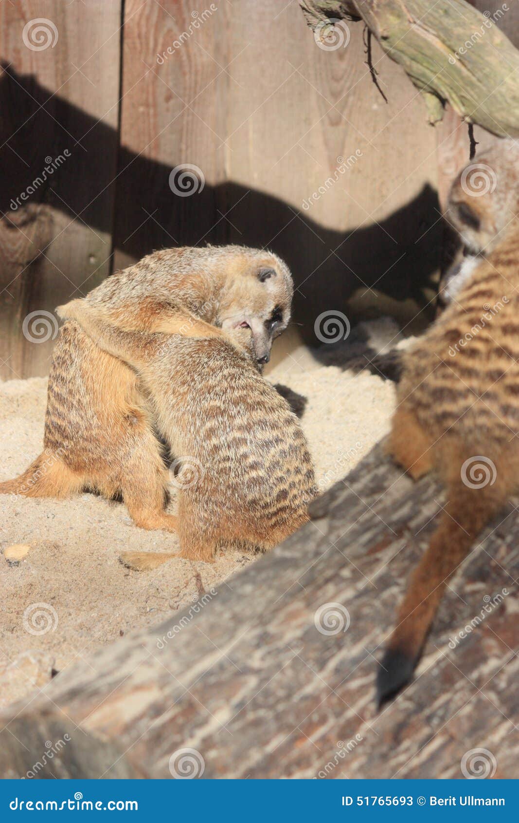 Prairie dog stock image. Image of fighting, brown, dogs - 51765693