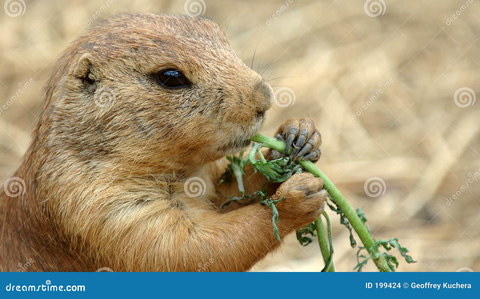 Prairie Dog eating stock photo. Image of ground, biting - 199424