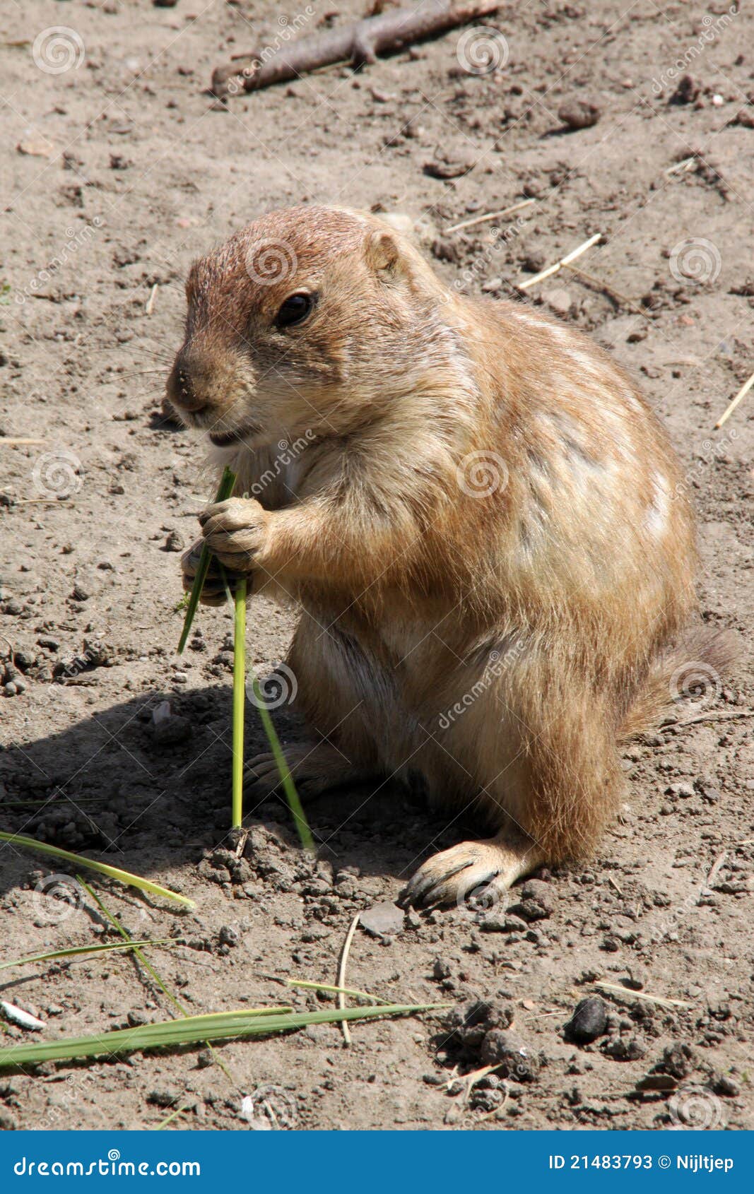 Prairie-dog eating stock image. Image of dessert, animal - 21483793