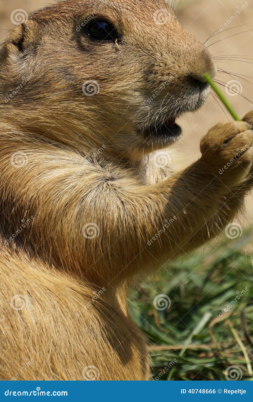 Prairie dog eating stock photo. Image of rodent, organism - 40748666
