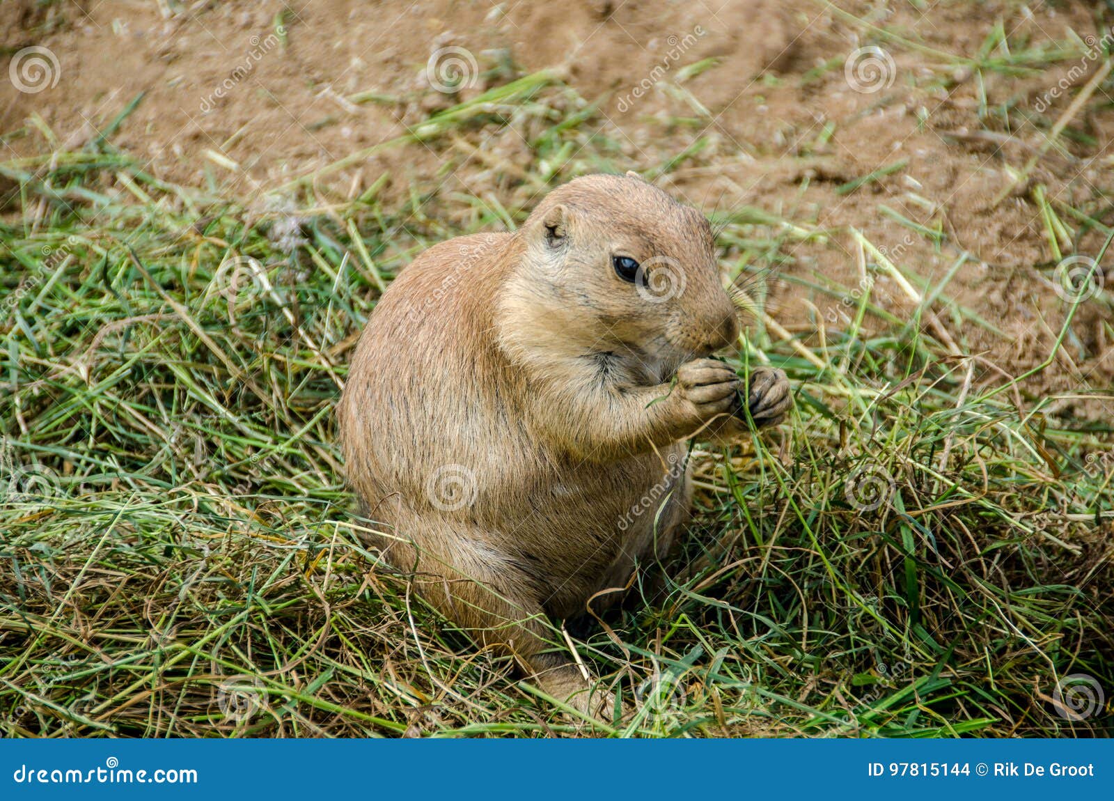 Prairie dog eating stock photo. Image of rodent, prairie - 97815144