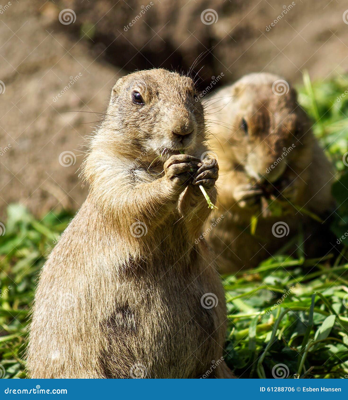 Prairie dog eating stock photo. Image of animal, alert - 61288706