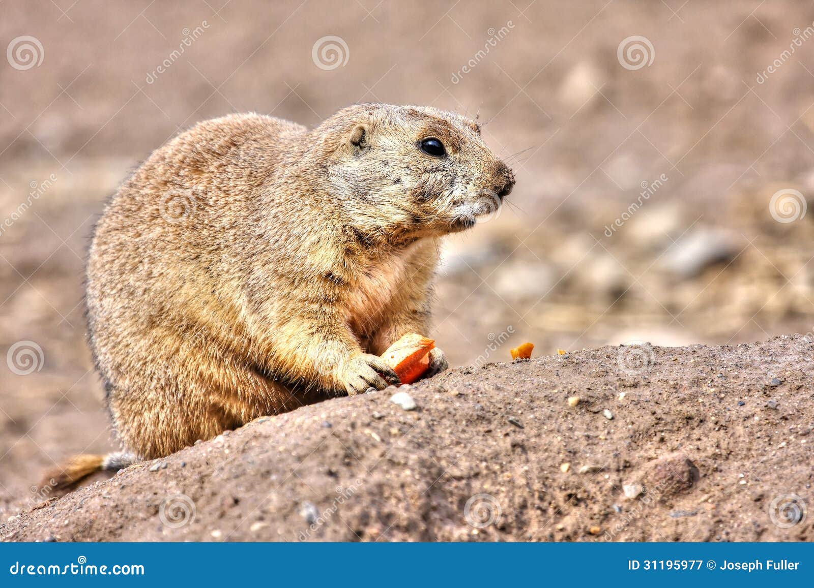 Prairie Dog Eating in High Dynamic Range Hdr Stock Image - Image of ...