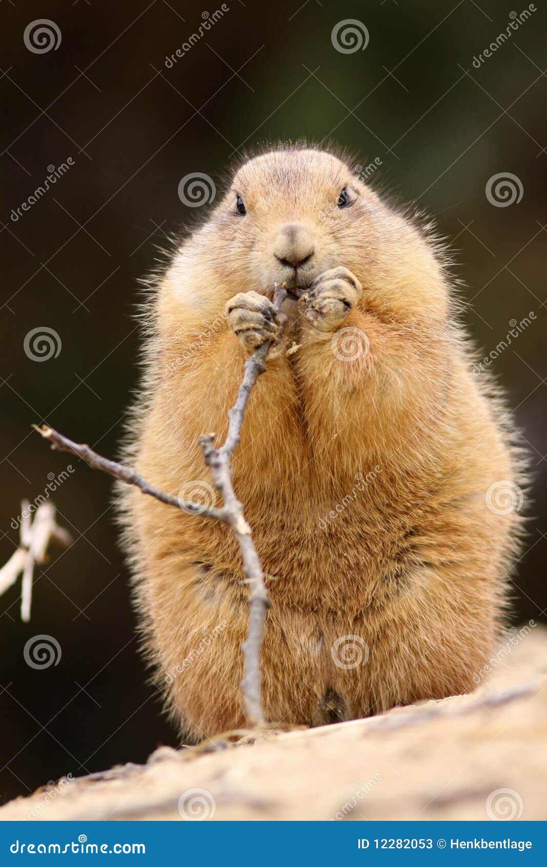 Prairie dog eating a twig stock image. Image of mammal - 12282053