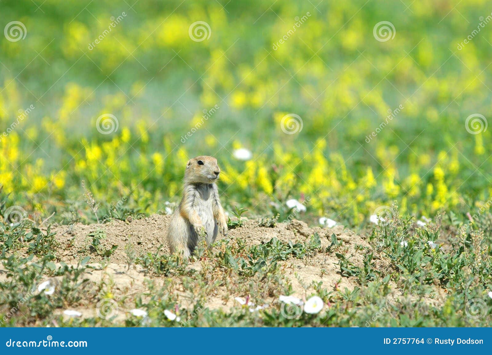 Prairie Dog Flowers stock photo. Image of guard, nature - 2757764