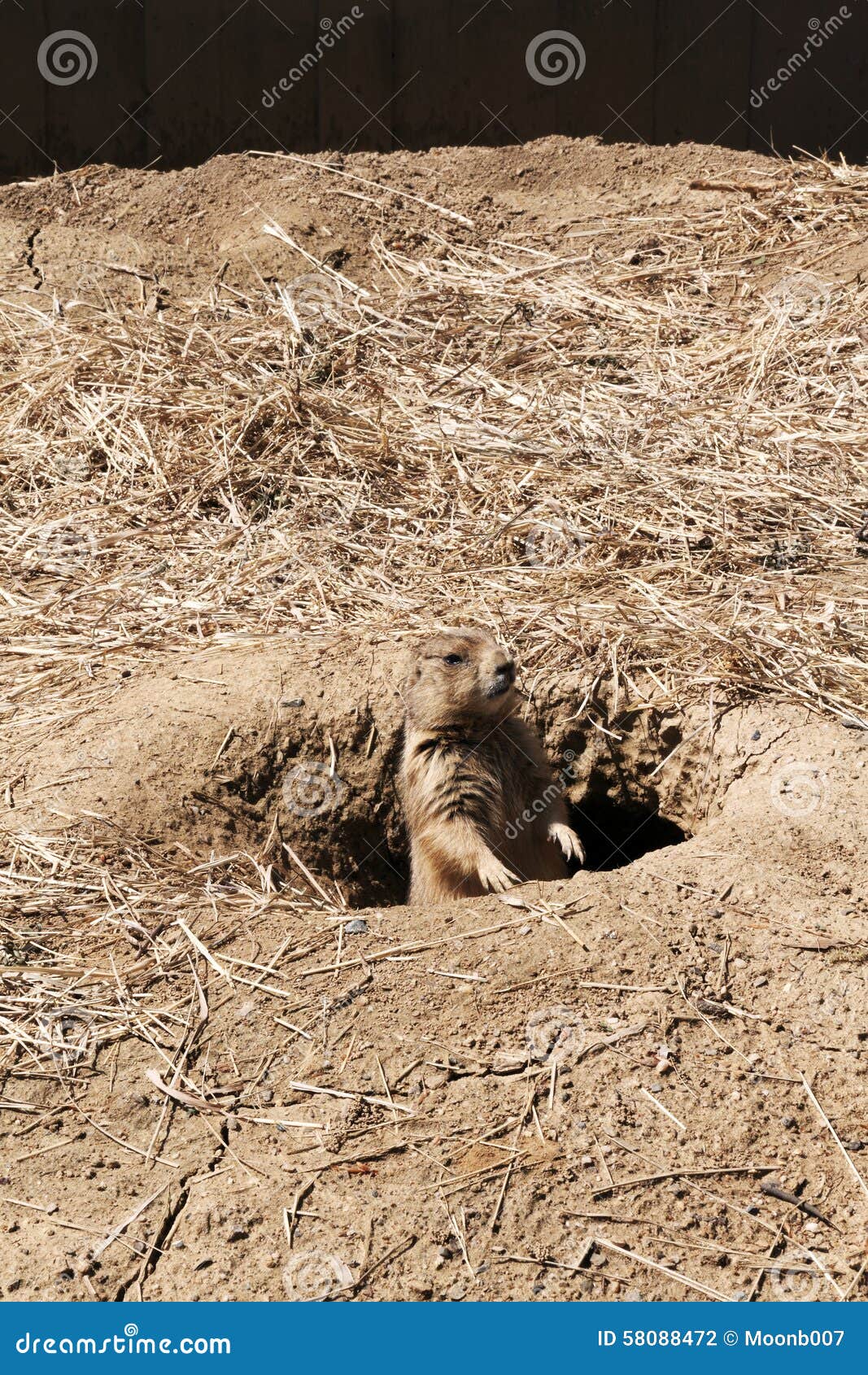Prairie Dog on Gaurd stock photo. Image of wildlife, small - 58088472