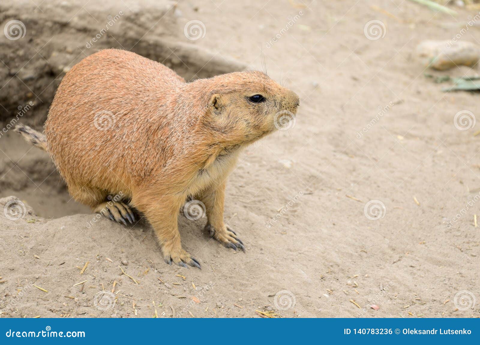 Prairie dog genus Cynomys stock photo. Image of group - 140783236