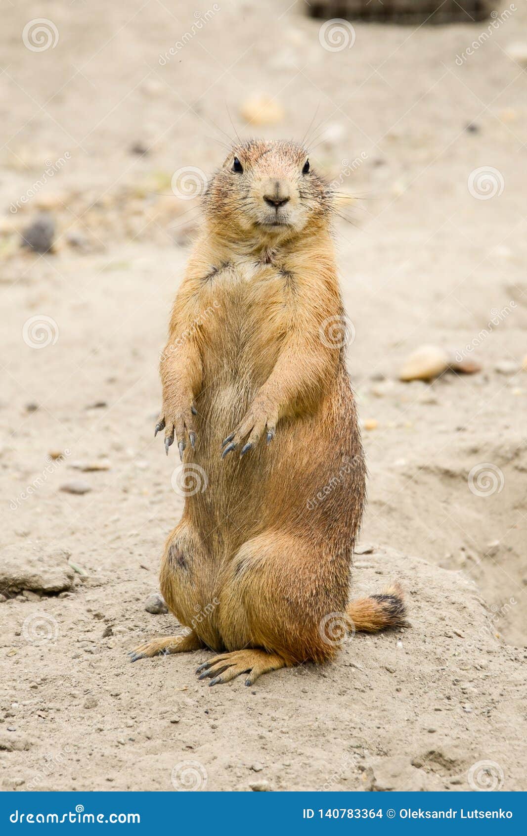 Prairie dog genus Cynomys stock photo. Image of america - 140783364
