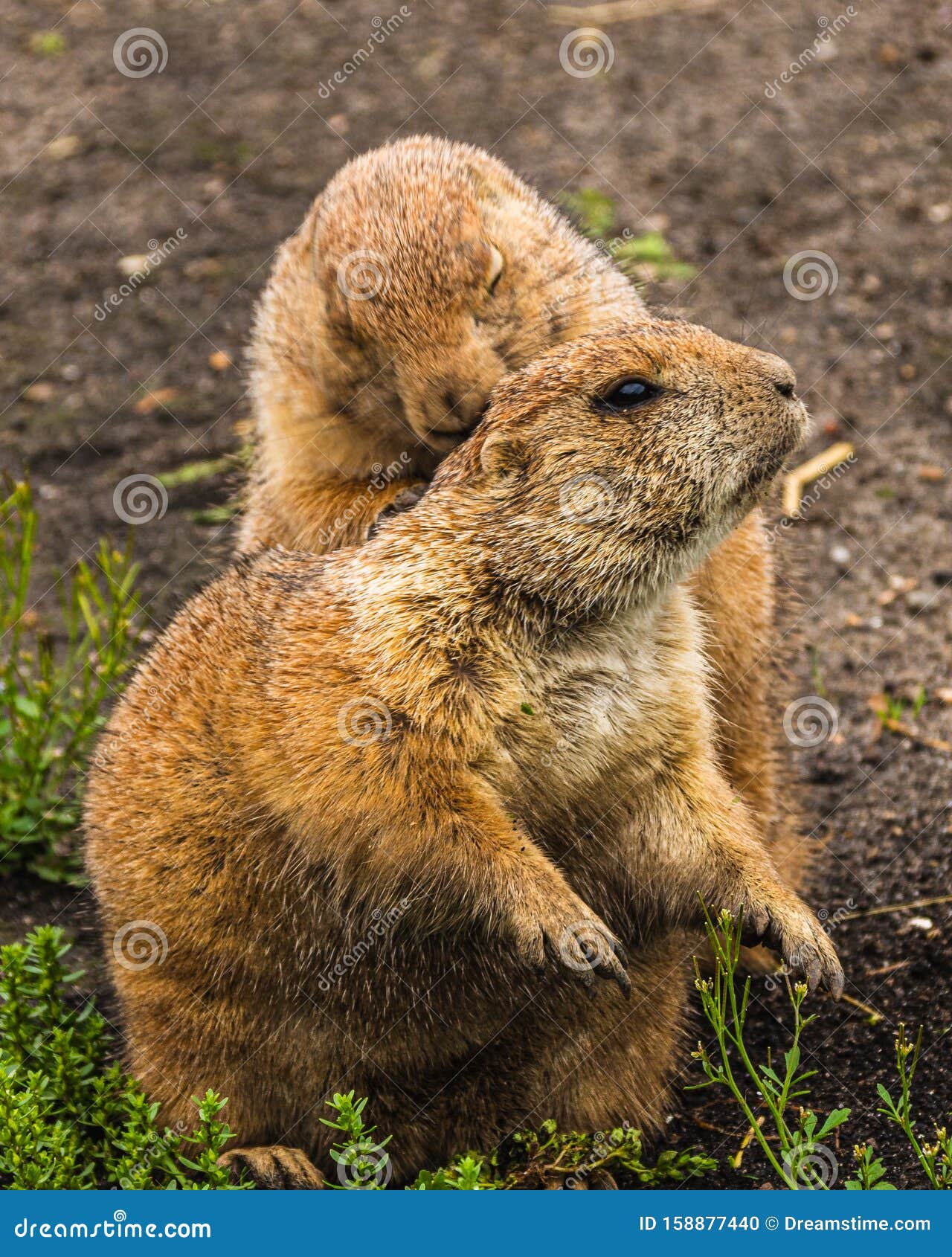 Prairie Dog Getting a Back Rub Stock Photo - Image of summer, beautiful ...